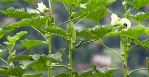 What is Okra? How to Plant, Grow, and Harvest Okra. - Gardeners' Magazine