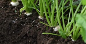 What is Turnip? How to Plant, Grow, and Harvest Turnips Root ...