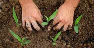How to Plant, Grow, and Harvest Sweet Corn (Maize) - Gardeners' Magazine