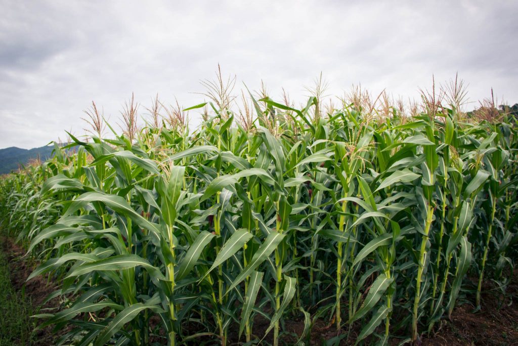 How to Plant, Grow, and Harvest Sweet Corn (Maize) - Gardeners' Magazine