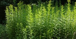 What Is Tarragon? Planting, Growing and Using the Tarragon Herb ...