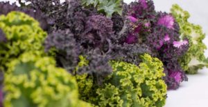 What is Kale? How to Plant, Grow, and Harvest Kale Plants. - Gardeners ...