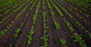 What is Beetroot? How to Plant, Grow, and Harvest Beets - Gardeners ...