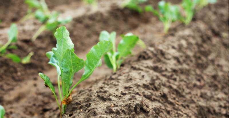 What is Cauliflower? How to Plant, Grow, and Harvest Cauliflower ...