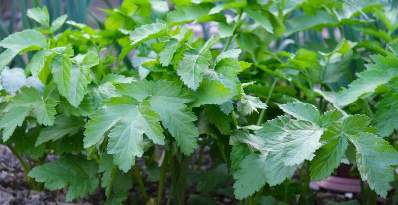 What is Parsnip? How to Plant, Grow, and Harvest Parsnip - Gardeners ...