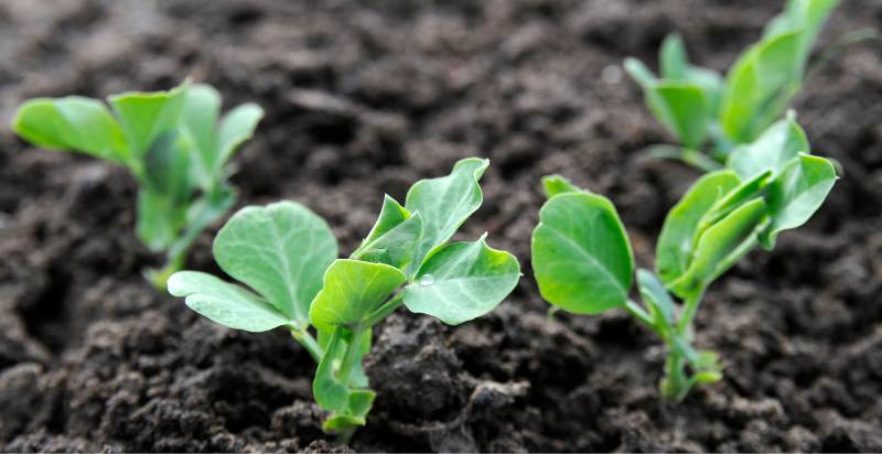 What are Peas? How to Plant, Grow, and Harvest Peas - Gardeners' Magazine
