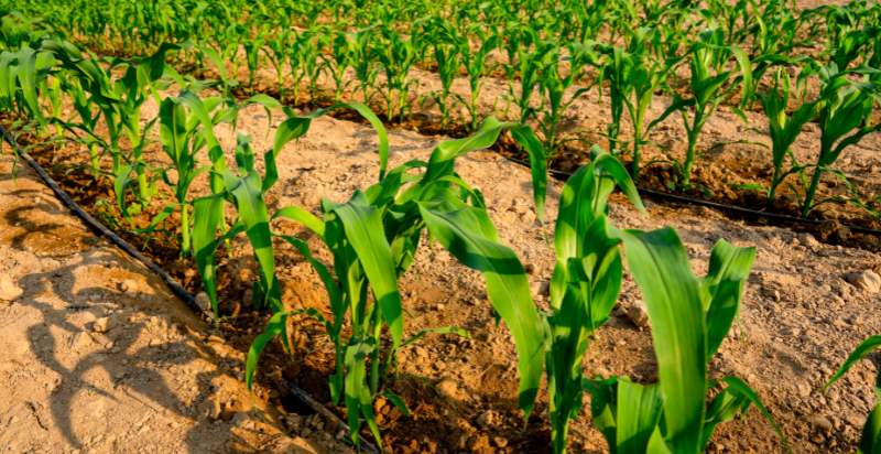 How to Plant, Grow, and Harvest Sweet Corn (Maize) - Gardeners' Magazine