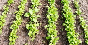 What is Radish? How to Plant, Grow, and Harvest Radish Root - Gardeners ...