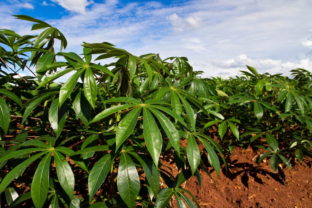 What is Cassava? How to Plant, Grow, and Harvest Cassava Root ...