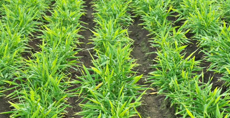 What is Ginger? How to Plant, Grow, and Harvest Ginger Root - Gardeners ...