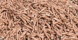 What is Cassava? How to Plant, Grow, and Harvest Cassava Root ...