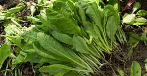 What is Mustard? How to Plant, Grow, and Harvest Mustard Greens ...