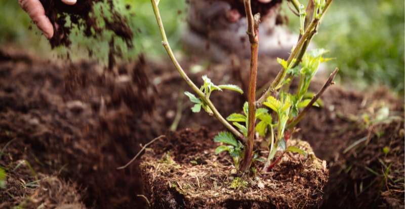 What are Blackberries? How to Plant, Grow, and Harvest Blackberries ...