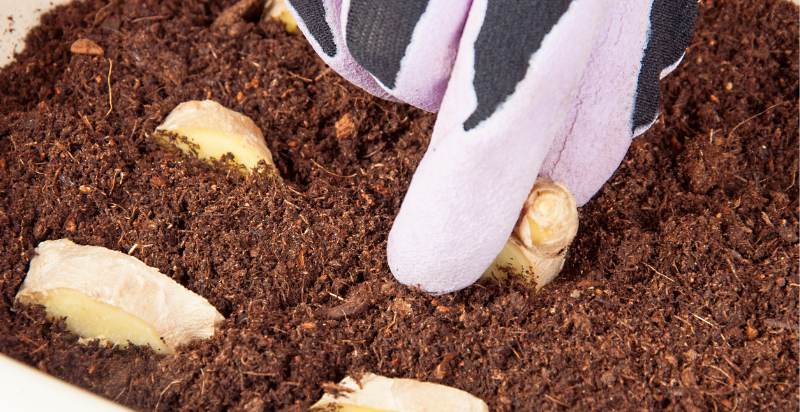 What is Ginger? How to Plant, Grow, and Harvest Ginger Root - Gardeners ...