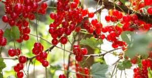 What are Currants? How to Plant, Grow, and Harvest Currants - Gardeners ...
