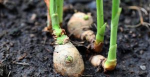 What is Ginger? How to Plant, Grow, and Harvest Ginger Root - Gardeners ...