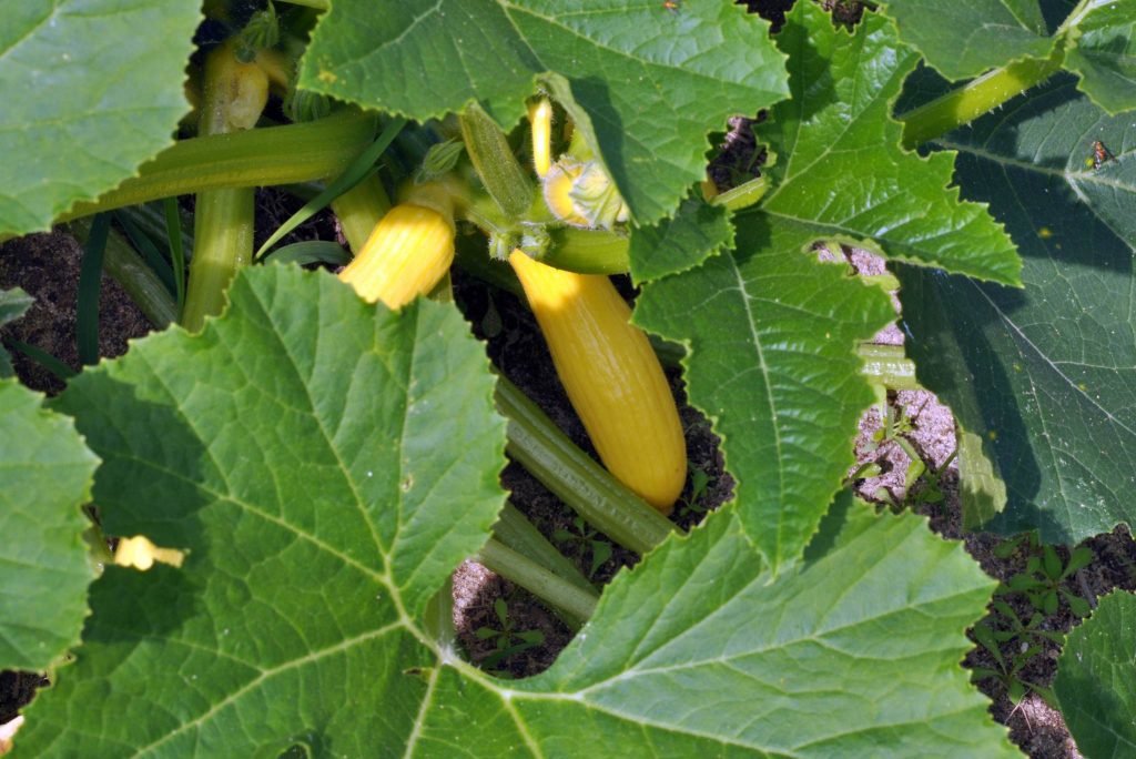 What is Summer Squash? How to Plant, Grow, and Harvest Summer Squash ...