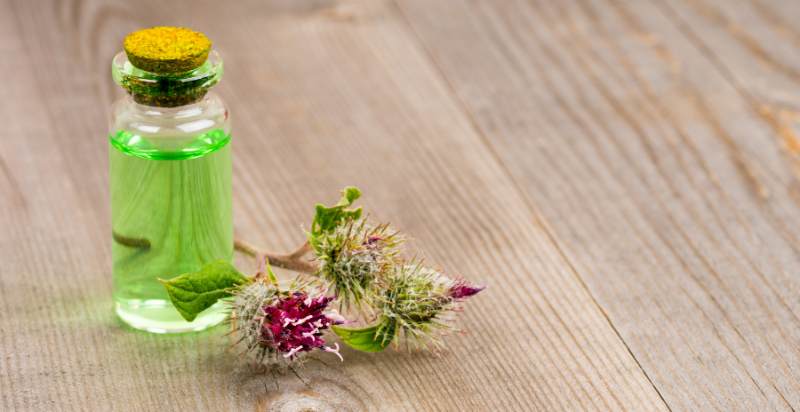 What is Burdock? How to Plant, Grow, and Harvest Burdock Root ...