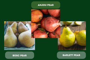 Pear Trees: Planting, Growing, and Harvesting Pears - Gardeners' Magazine