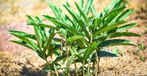 What is Galangal? How to Plant, Grow, and Harvest Galangal Root ...