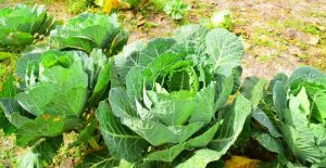 What are Collard Greens? How to Plant, Grow, and Harvest Collard Greens ...