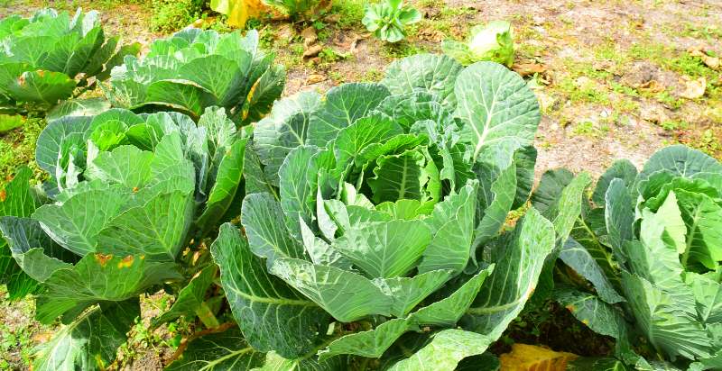 What are Collard Greens? How to Plant, Grow, and Harvest Collard Greens ...