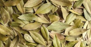 Bay Leaves: Description, Flavor, Benefits, And Uses - Gardeners' Magazine
