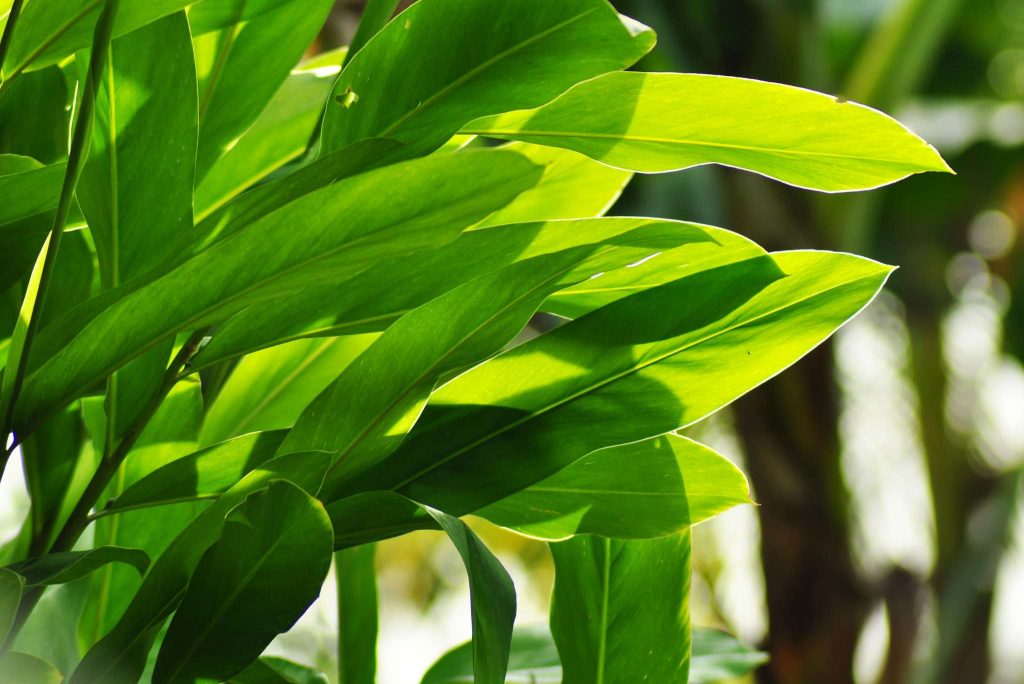 Ginger Leaves Information & Facts - Gardeners' Magazine