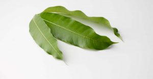 Mango Leaves Benefits And Uses In Cooking - Gardeners' Magazine