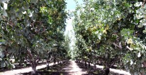 What is Pistachio? How to Plant, Grow, and Harvest Pistachios ...
