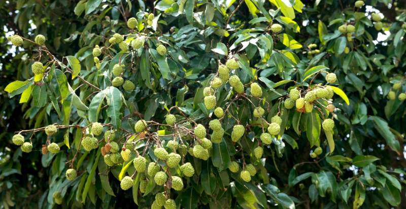 What is Lychee? How to Plant, Grow, and Harvest Lychee - Gardeners ...