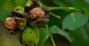 What is Walnut? How to Plant, Grow, and Harvest Walnuts - Gardeners ...