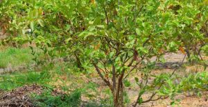 What is Guava? How to Plant, Grow, and Harvest Guava - Gardeners' Magazine