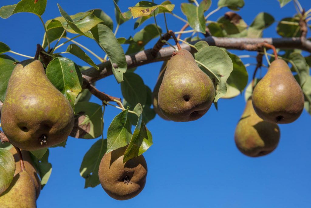 Asian Pears: Origins, Health Benefits, Nutrition, Uses and More ...