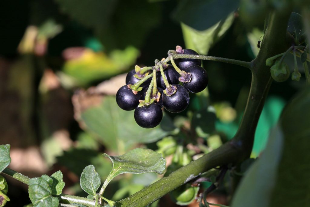 Black Nightshade Berries: Description, Flavor, Benefits, And Uses ...