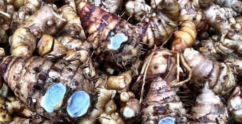 Black Turmeric Plant: Origin, Benefits, And Uses - Gardeners' Magazine