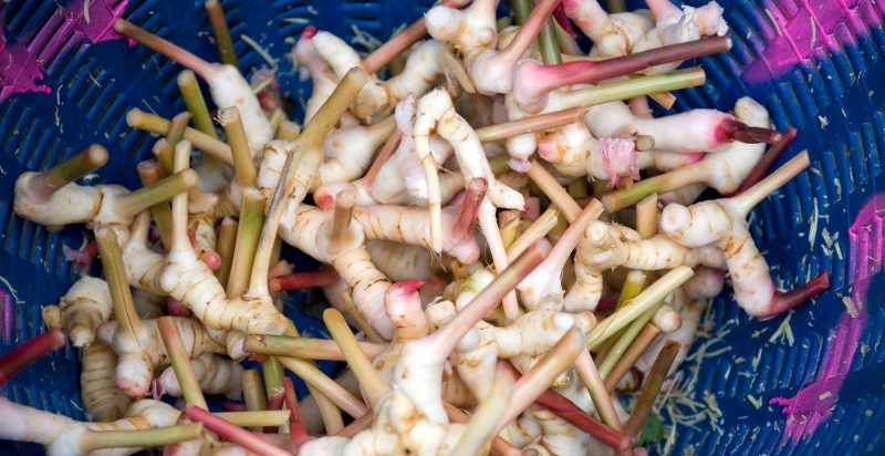 Ginger Root: Health benefits and Dietary Tips - Gardeners' Magazine