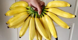Apple Bananas: History, Flavor, Benefits, And Uses - Gardeners' Magazine