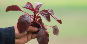 Red Amaranth: Origin, Flavor, Benefits, And Uses - Gardeners' Magazine
