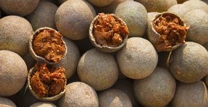 Wood Apples: Description, Flavor, Benefits, And Uses - Gardeners' Magazine