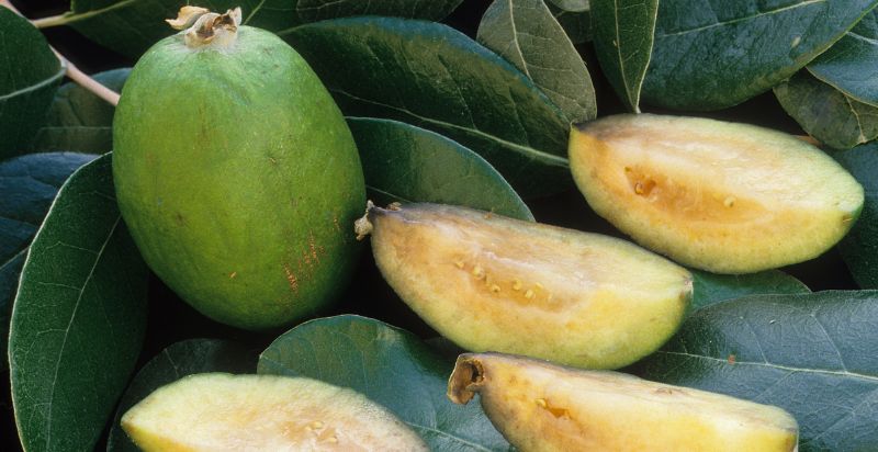 Pineapple Guava: Description, Flavor, Benefits, And Uses - Gardeners ...