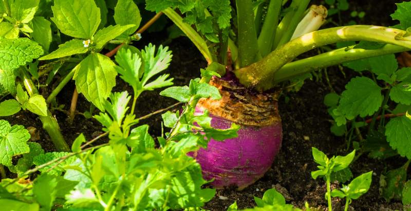 What is Rutabaga? How to Plant, Grow, and Harvest Rutabaga Roots ...