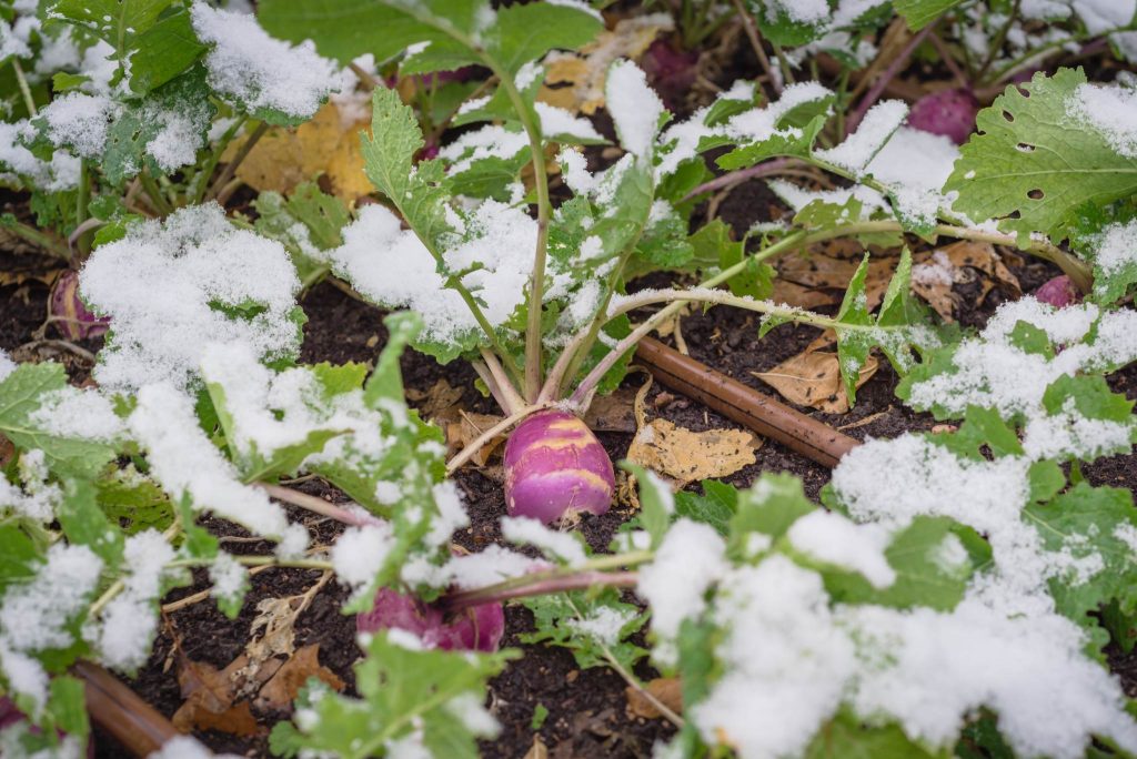 What is Rutabaga? How to Plant, Grow, and Harvest Rutabaga Roots ...