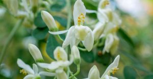 Moringa Flowers: Origin, Edible, Benefits And Uses - Gardeners' Magazine