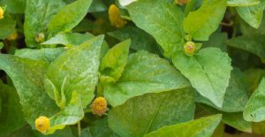 Toothache Plants: How to Plant, Grow, and Harvest Buzz Button Flower ...