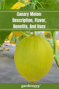 Canary Melon: Description, Flavor, And Uses - Gardeners' Magazine