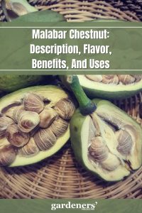 Malabar Chestnut: Description, Flavor, Benefits, And Uses - Gardeners ...