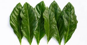 Noni Leaves: Origin, Benefits, Nutritional Facts & Uses - Gardeners ...