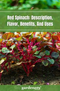 Red Spinach: Description, Flavor, Benefits, And Uses - Gardeners' Magazine