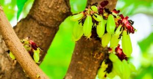 Bilimbi Fruit: Description, Flavor, Benefits, And Uses - Gardeners ...